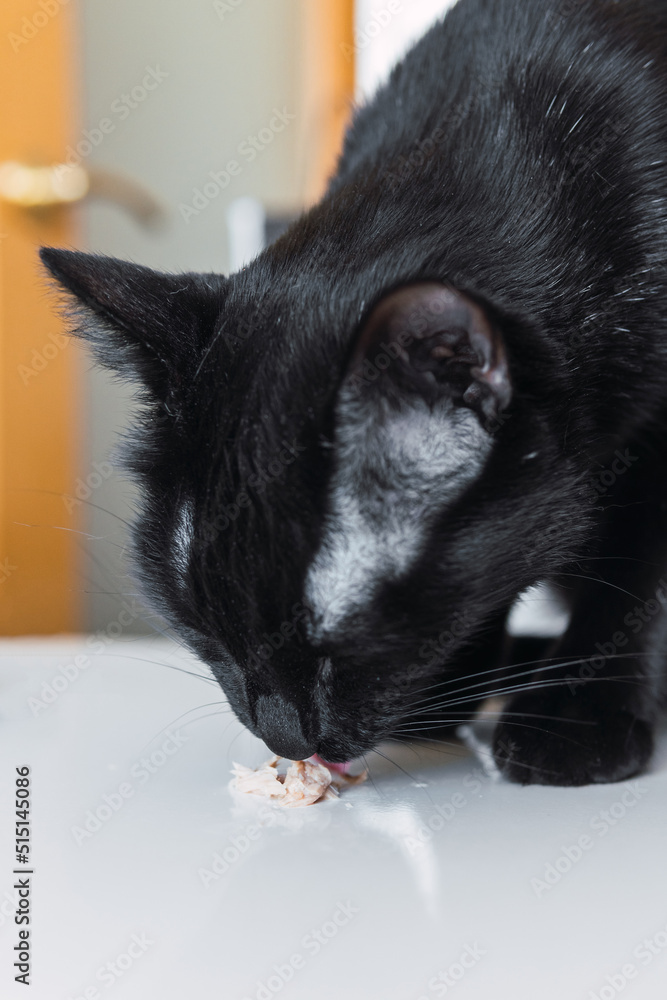 Foto de Stock Black cat eating tuna snack on the kitchen table for ...