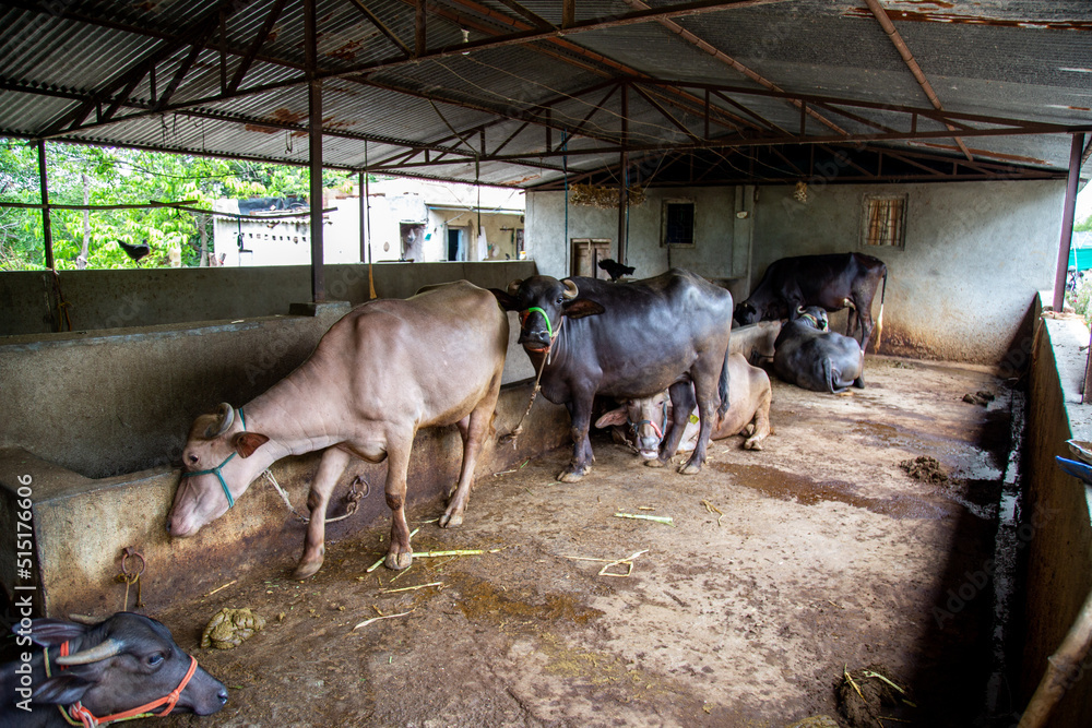 Indian buffalo at the local dairy farm in Maharashtra village, India ...
