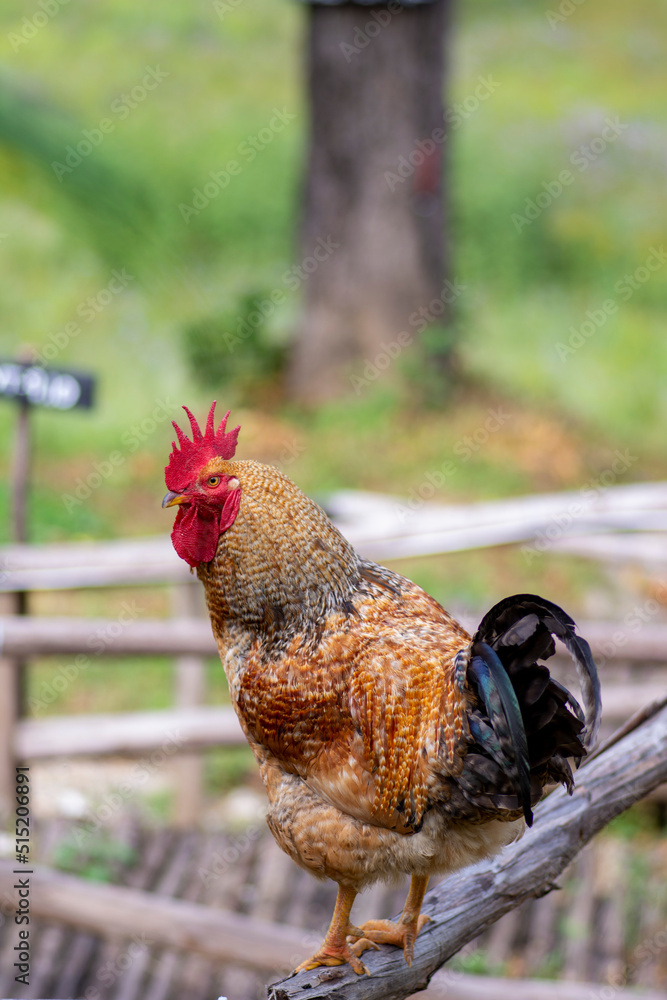 Rooster or cock is a term for an adult male bird, and a younger male ...