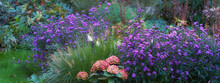 Autumn Aster Purple Blossom Flower Free Stock Photo - Public Domain ...