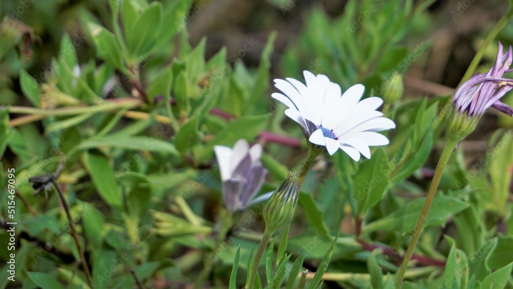 Closeup of Beautiful white flowers of Dimorphotheca pluvialis also ...