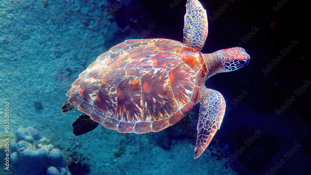Sea turtle swims under water with small tropical fishes on background ...
