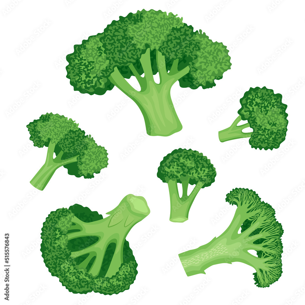 Set of ripe green broccoli with whole bunches and half broccoli. Vector ...