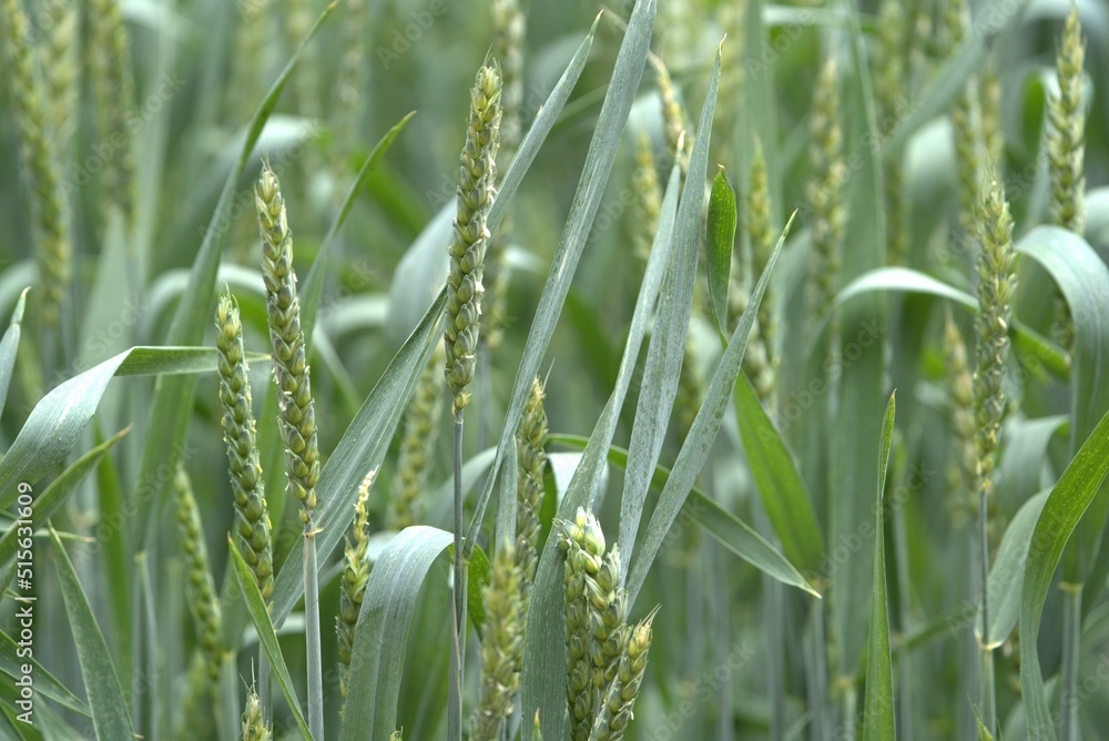Common wheat (Triticum aestivum), also known as bread wheat, is a ...