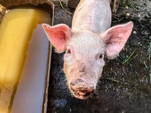 Yorkshire Piglets Free Stock Photo - Public Domain Pictures