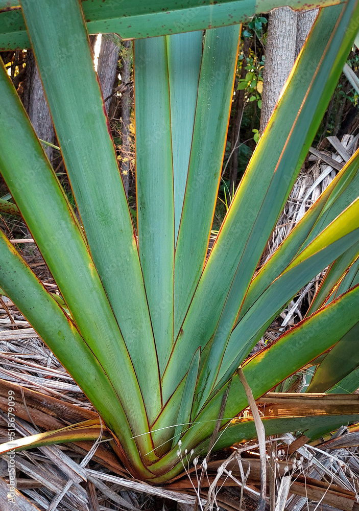 Foto de Stock centre of a New Zealand flax bush, harakeke ...