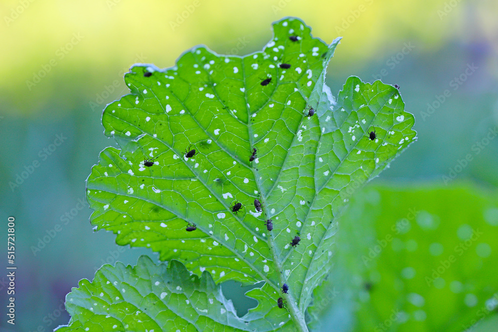 Radish leaf damaged by Ceutorhynchus pallidactylus (formerly quadridens ...