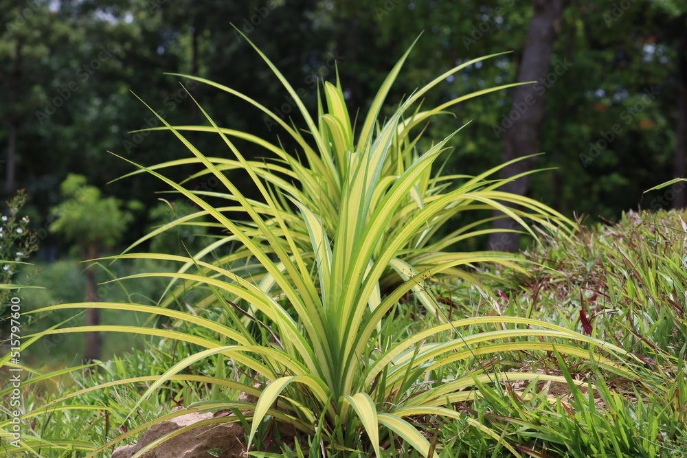 Cambodia. Pandanus Variegated (Golden). Pandanus is a genus of monocots ...