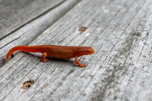 Red Eft Free Stock Photo - Public Domain Pictures