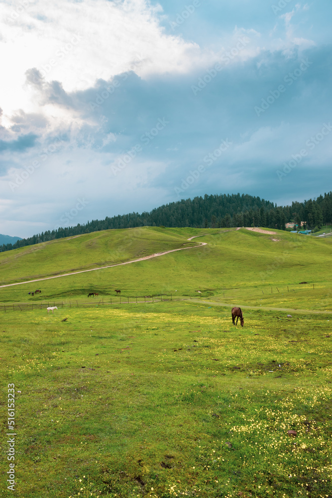Greenery surrounded by mountains in Gulmarg, Jammu & Kashmir, India ...