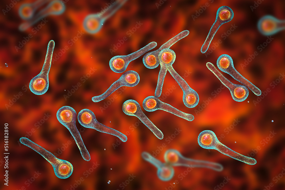 Clostridium tetani bacteria Stock Illustration | Adobe Stock