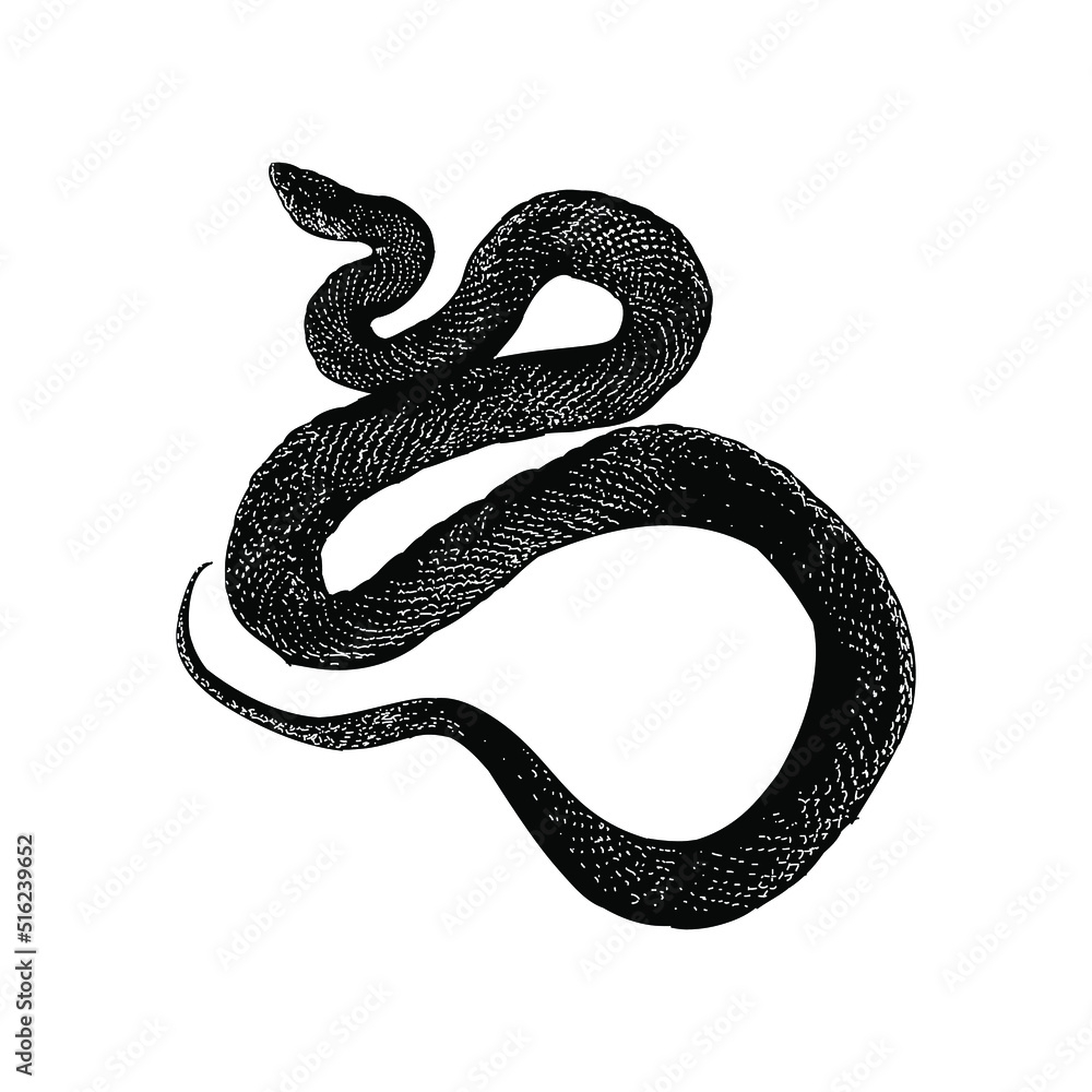 racer snake hand drawing vector illustration isolated on background ...