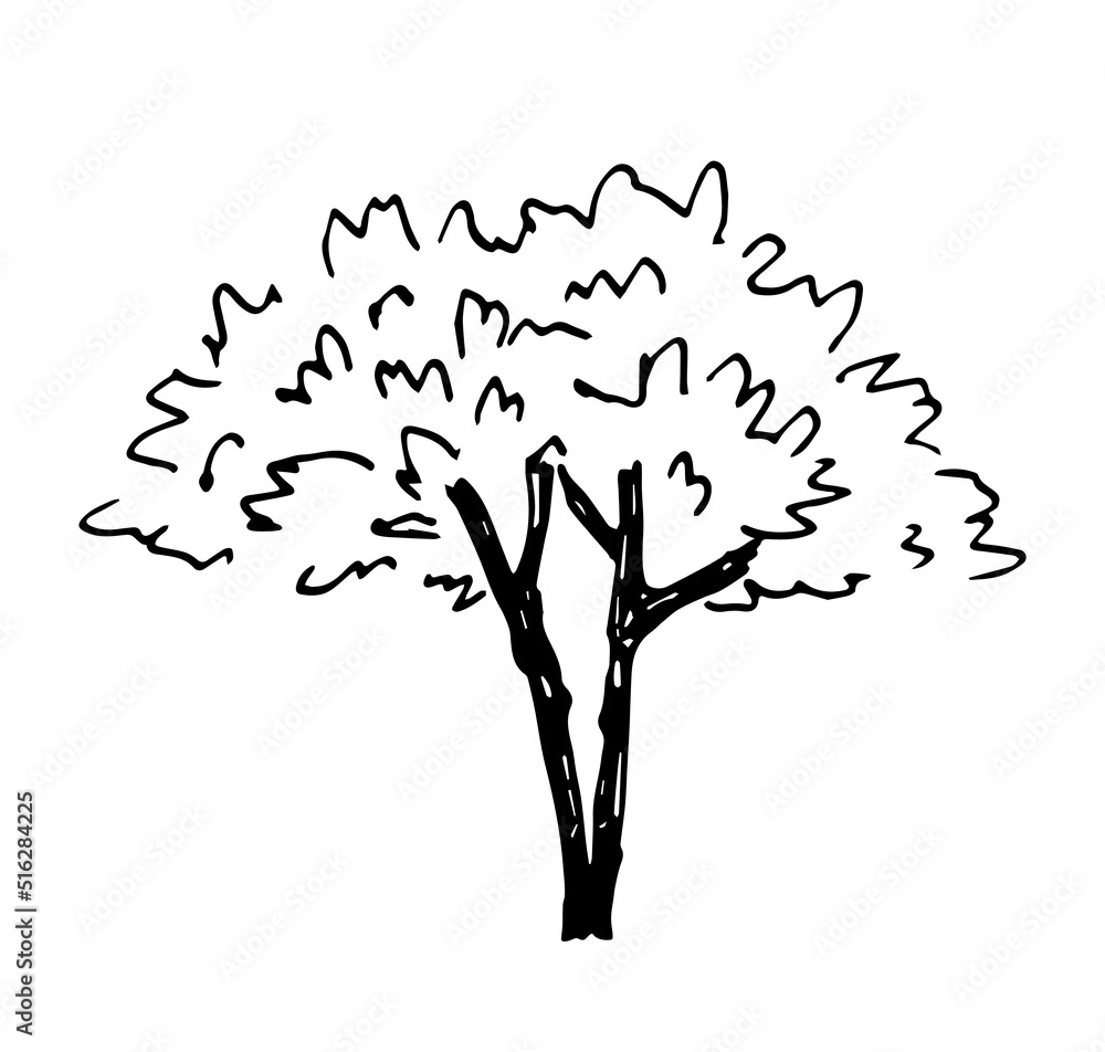 Simple hand drawn black outline vector illustration. Acacia tree ...