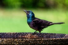 Common Grackle Bird Free Stock Photo - Public Domain Pictures