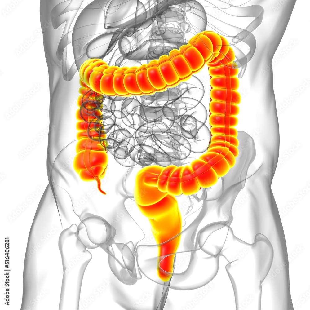 Large Intestine 3D Illustration Human Digestive System Anatomy Stock ...