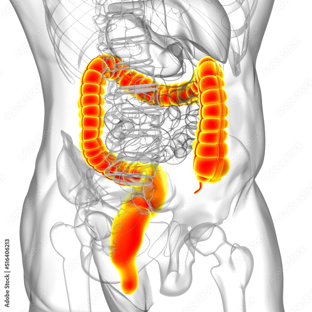 Large Intestine 3D Illustration Human Digestive System Anatomy Stock ...