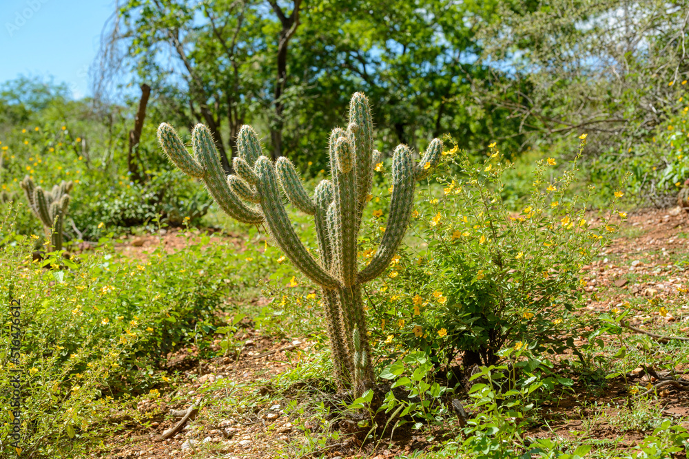 Brazilian caatinga biome in the rainy season. Cactus and flowers in ...