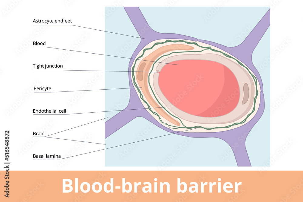 Blood-brain barrier. The anatomical structure of the blood-brain barrier is formed by astrocyte ...