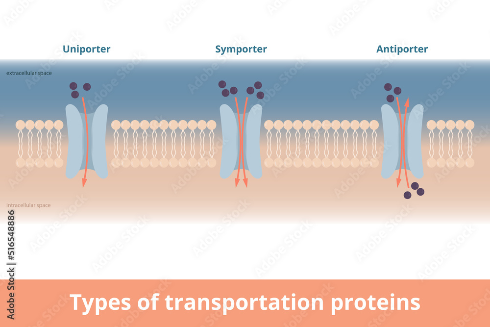 Types of cell membrane transportation proteins. Visualization of ...