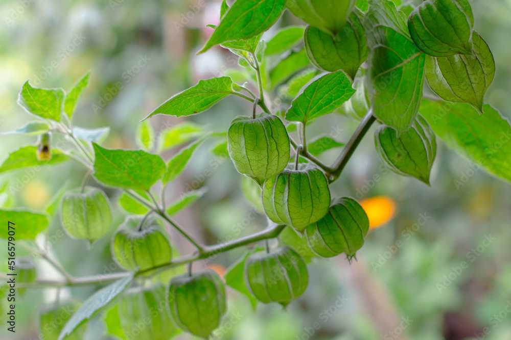 Physalis peruviana on a tree, a plant native to Colombia, Ecuador and ...