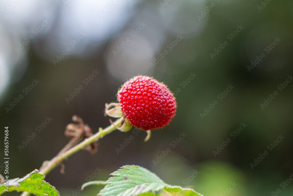 Artistic picture of Rubus rosifolius, also known as roseleaf bramble ...