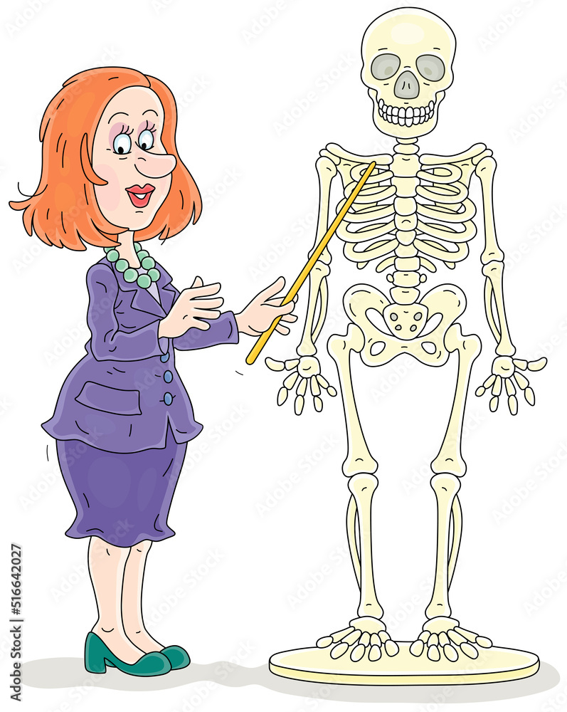 School teacher explaining a structure of a human skeleton at an Anatomy ...