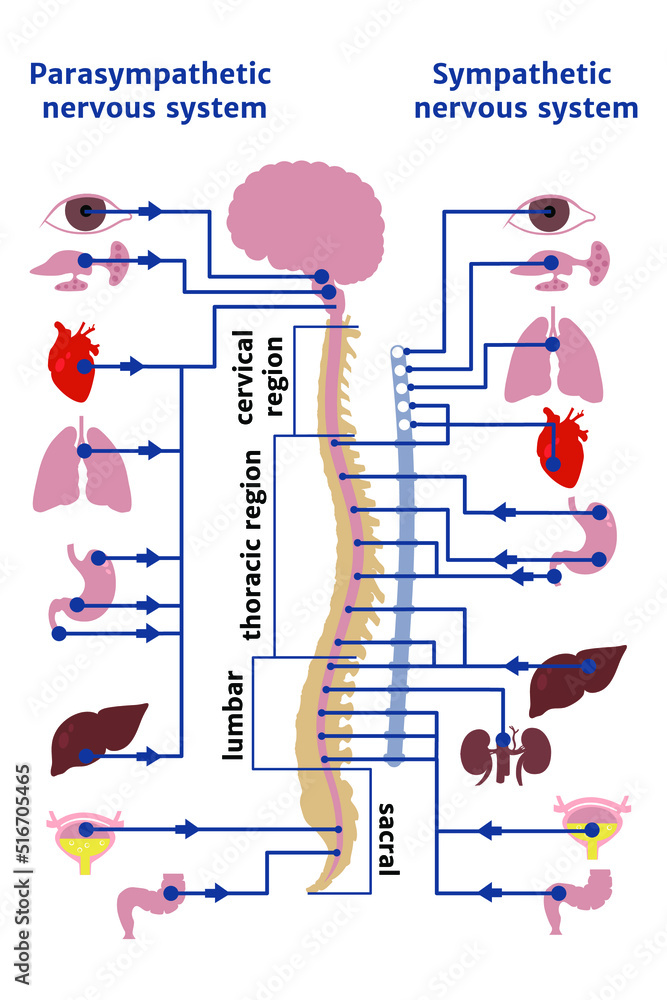 Vector de Stock The human sympathetic and parasympathetic nervous ...