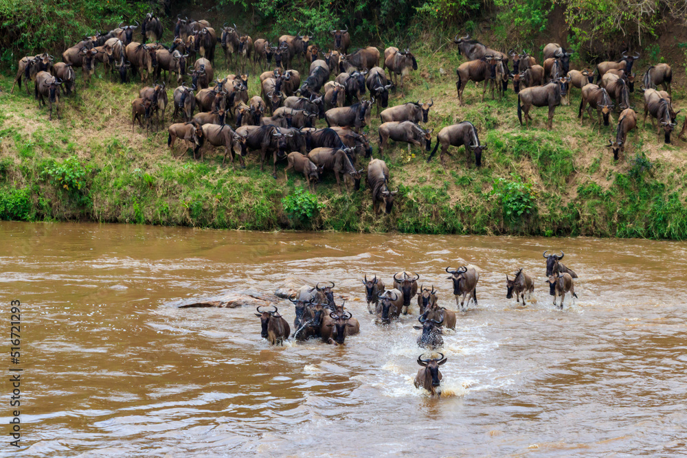 Wildebeest crossing the Mara river in Serengeti national park, Tanzania ...