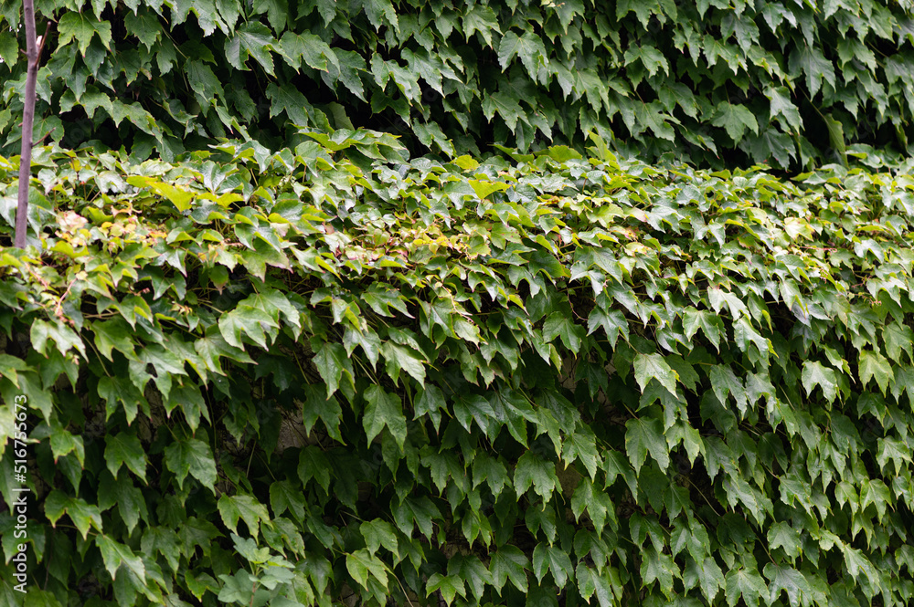 Photo Stock Parthenocissus robusta - Parthenocissus tricuspidata ...