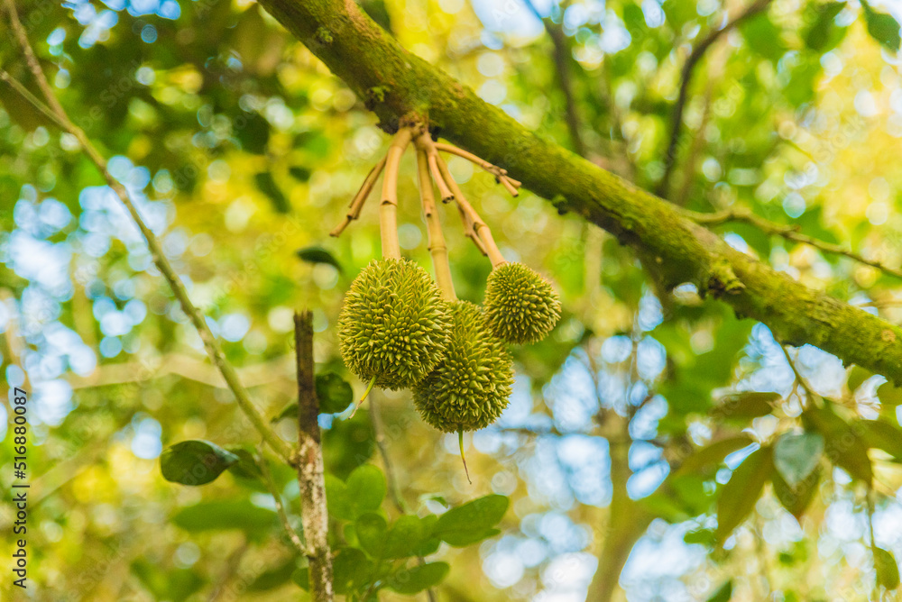 Durian tree, Fresh durian fruit on tree, Durians are the king of fruits ...