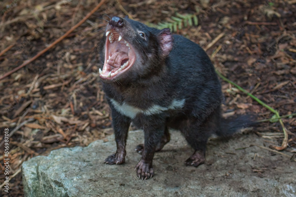 Tasmanian Devil (Sarcophilus harrisii) looking up with mouth wide open ...