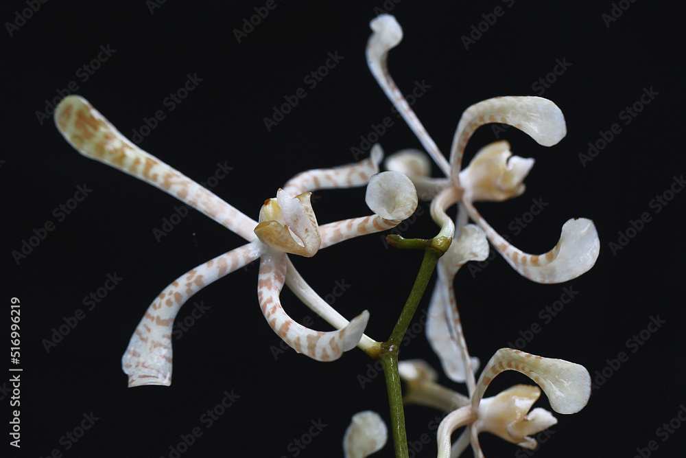 Scorpion orchid flower arrangement in full bloom on a black background ...