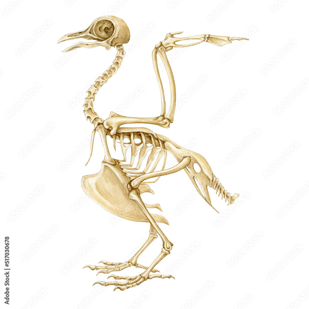 Ilustración de Stock Bird skeleton realistic illustration. Bird body ...