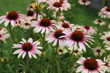 Pink Coneflower And Buds Free Stock Photo - Public Domain Pictures