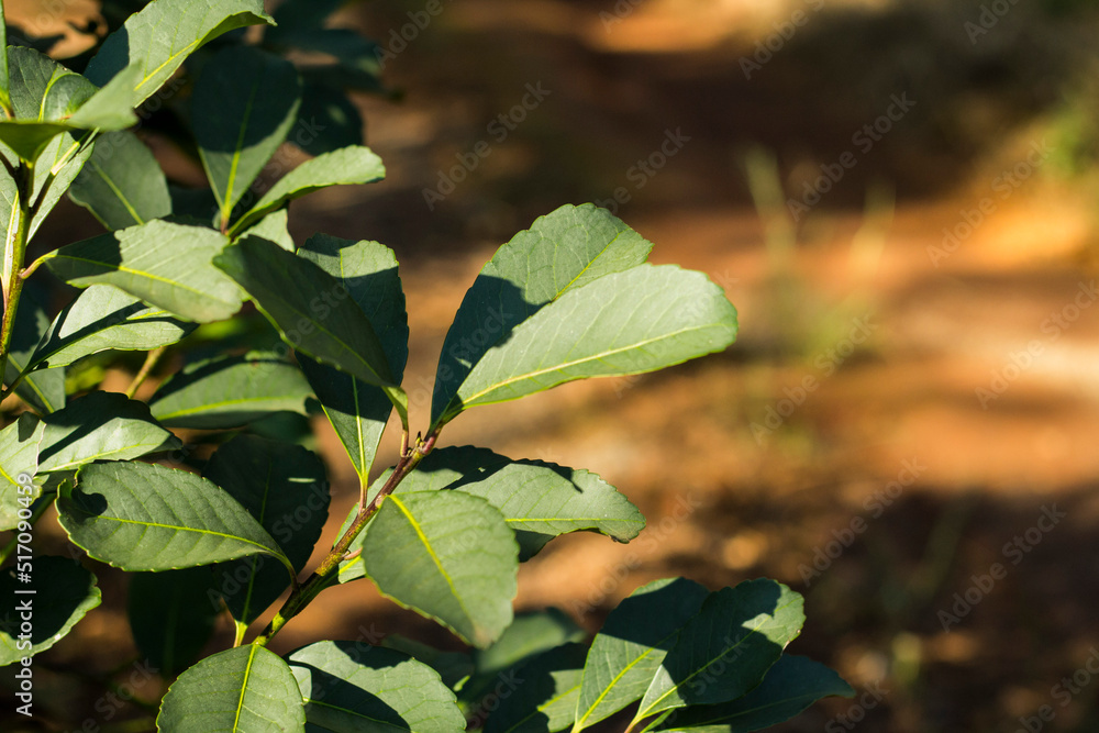 Yerba mate production in southern Brazil (erva-mate de chimarrão) Stock ...