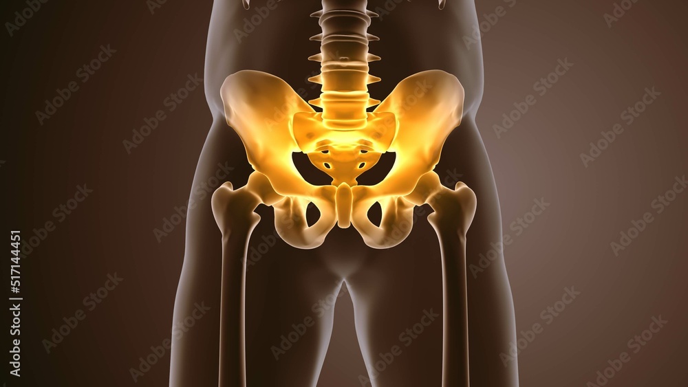 Pelvic pain medical animation background Stock Illustration | Adobe Stock