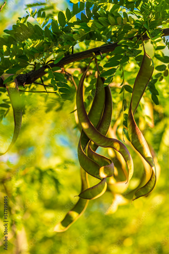 Ceratonia siliqua, commonly known as the carob tree or carob bush, St ...
