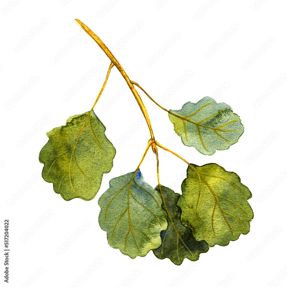 watercolor drawing branch of aspen tree, hand drawn illustration Stock ...