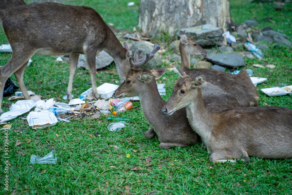 Wild deer eat plastic waste. Global clogging of the planet. Animals are ...