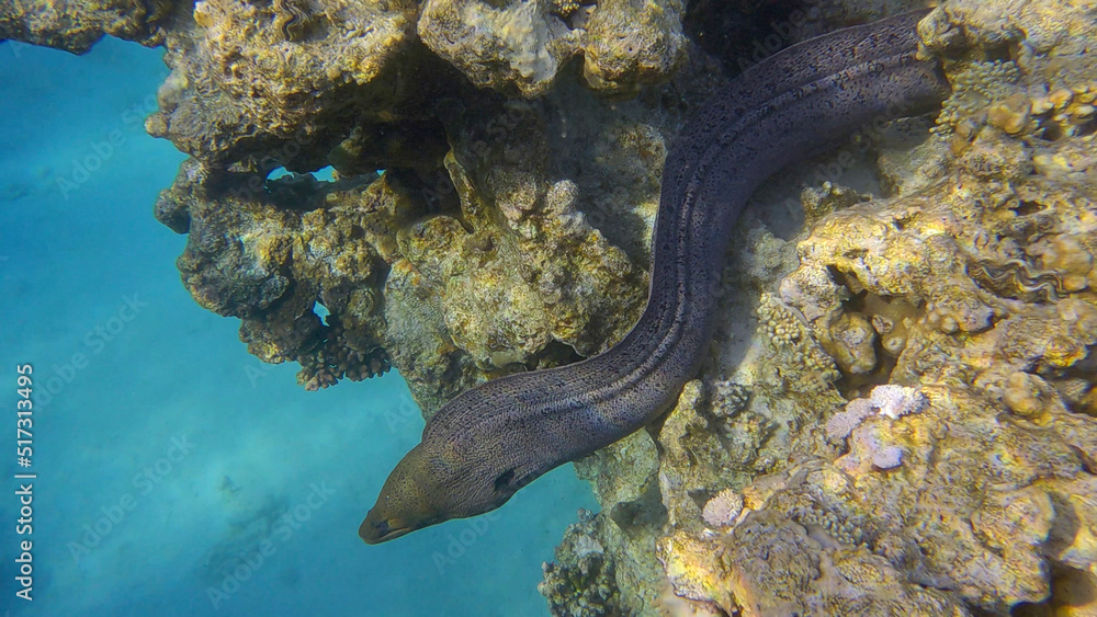 Close up of Moray eel swims over top of coral reef in shallow water in ...