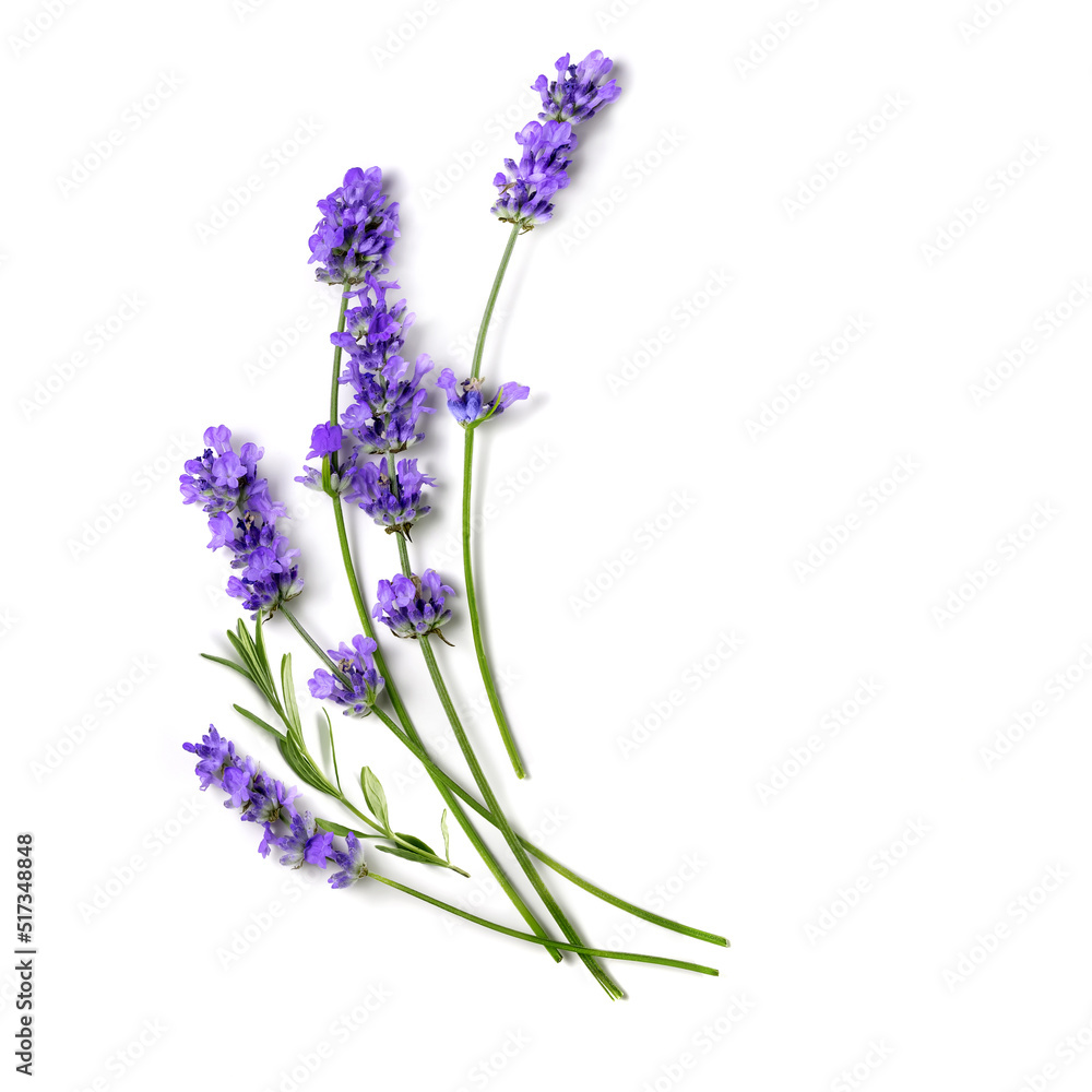 Fresh Lavender flowers bundle on a white Stock Photo | Adobe Stock