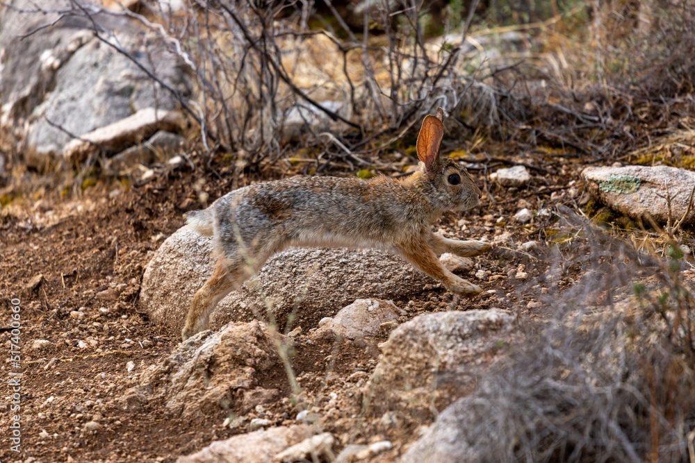 Foto de Stock Desert cottontail rabbit, Sylvilagus audubonii, a cute ...