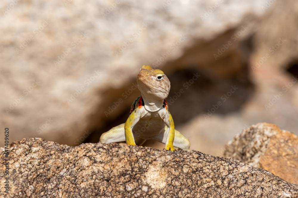 Foto de Stock Collared lizard, Crotaphytus collaris, basking on a ...
