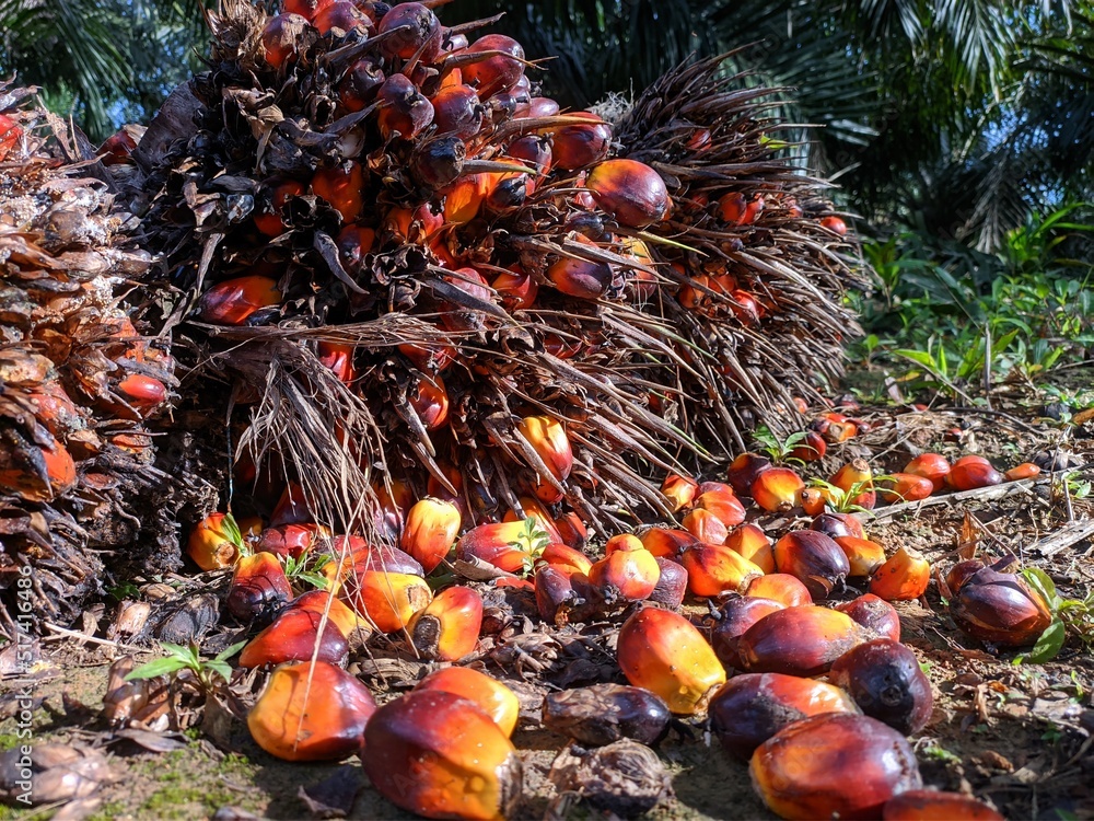 oil palm fruit is overripe and starts to fall off Stock Photo | Adobe Stock