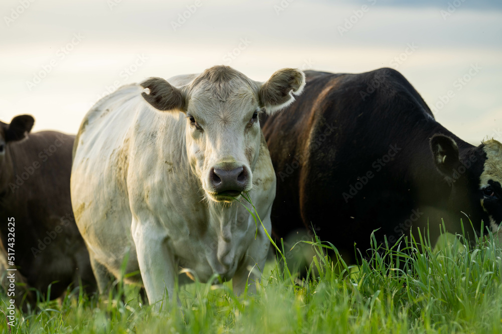 cows in field, grazing on grass and pasture in Australia, on a farming ...
