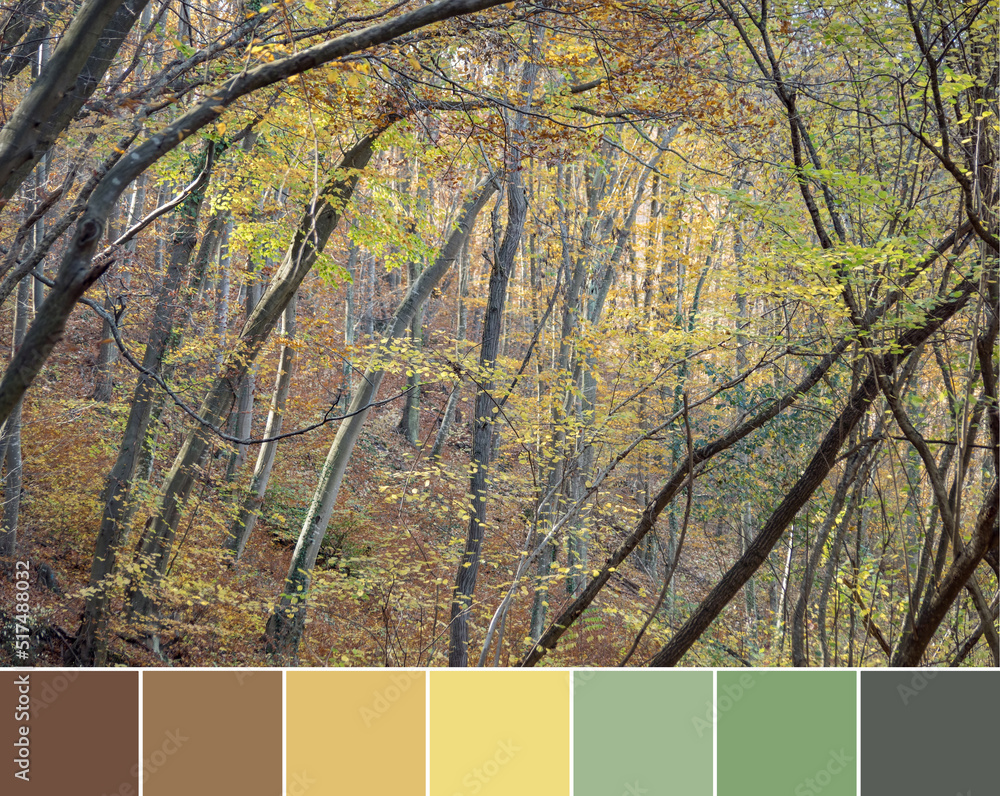 Color palette swatches of autumn forest with brown tree stems, green ...