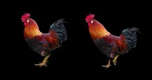 Isolated Crowing Rooster Free Stock Photo - Public Domain Pictures