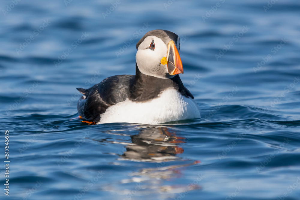 Cute atlantic puffin - Fratercula arctica - swimming in blue water of ...
