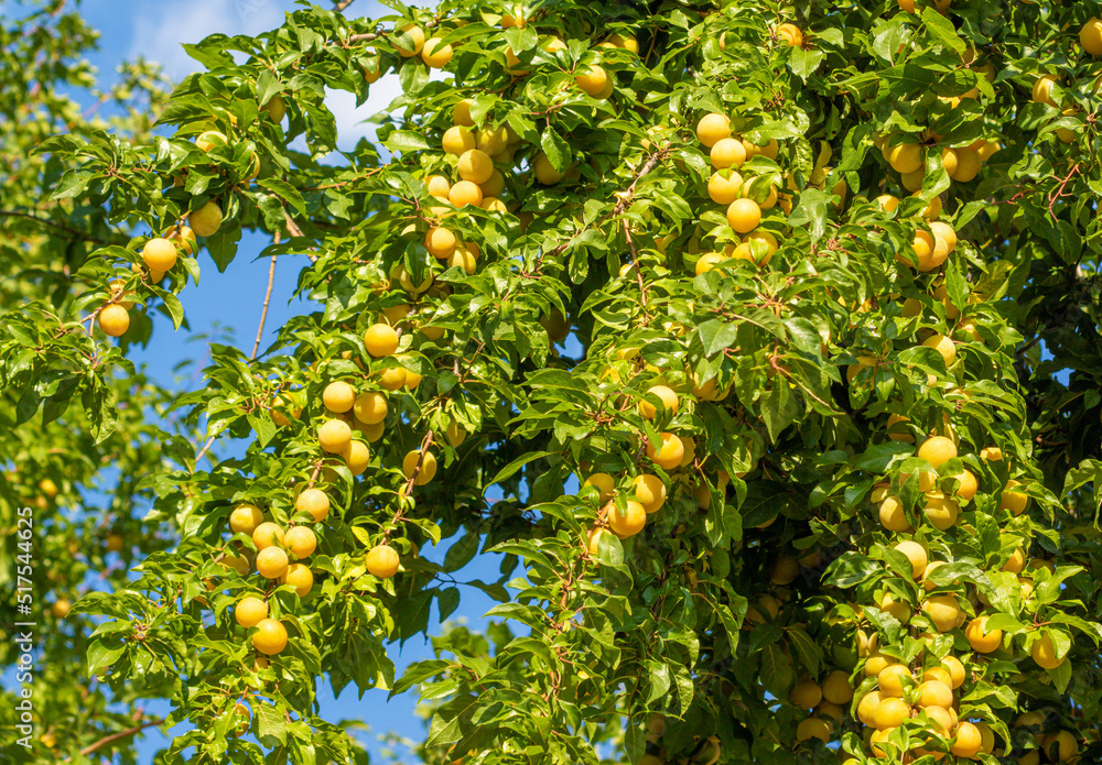 Mirabelle Plum Tree