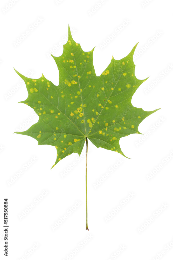 Maple leaf with yellow spots of disease isolated on white. Tar spot of ...